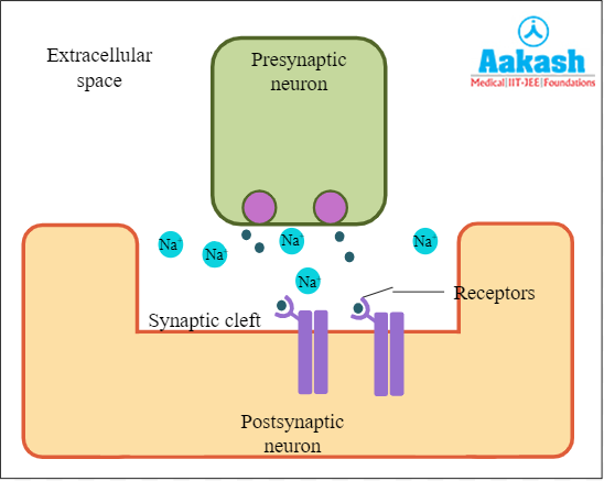 Synapse: Meaning, Types & Transmission of Impulse | AESL